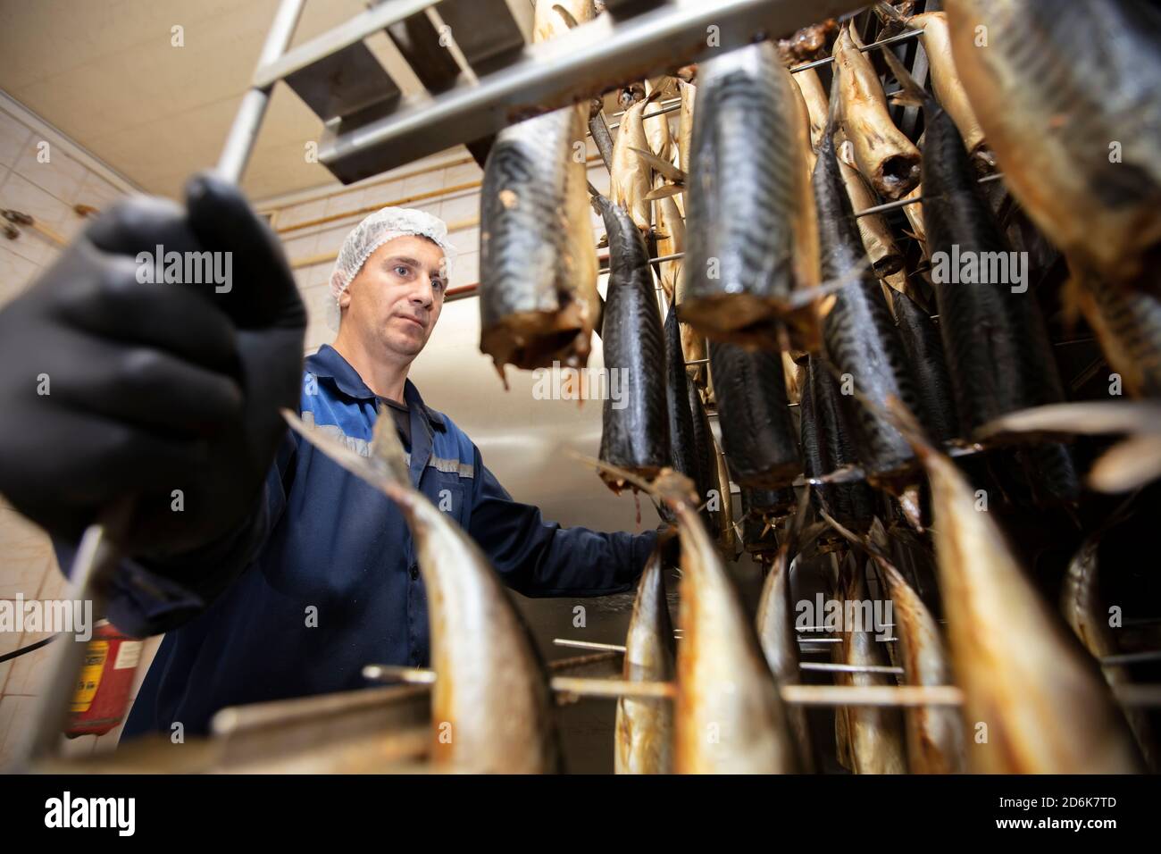 Fish factory.A worker pushes a smoked fish cart into an industrial oven ...
