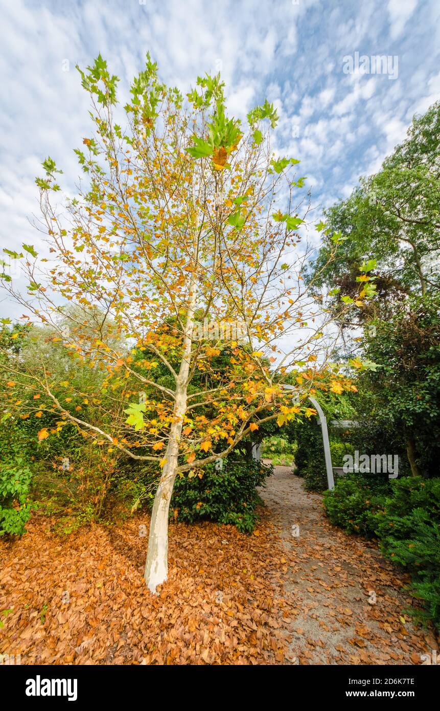 A maple tree in Autumn next to a walking path and arbor in a botanical ...