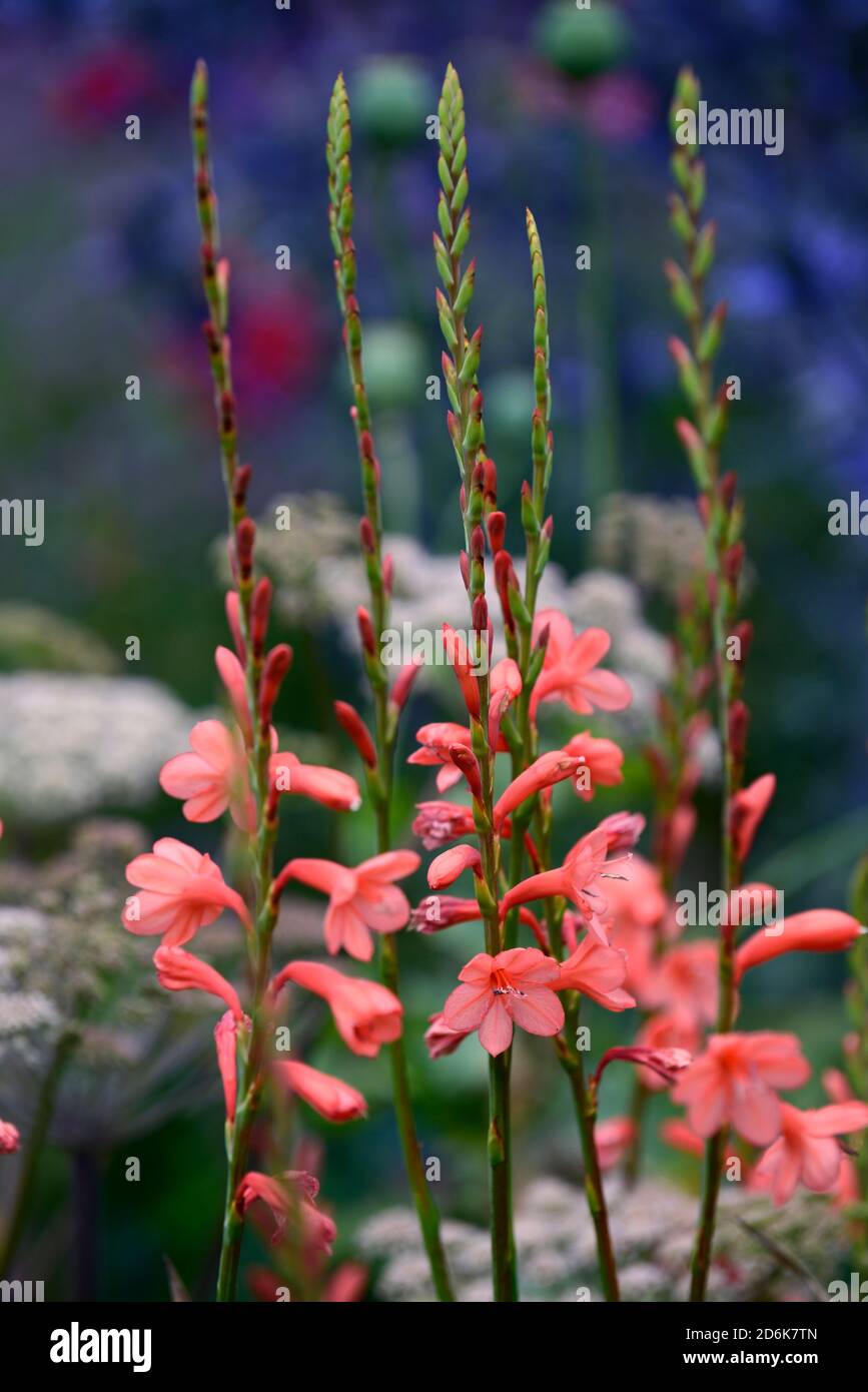 Bugle Lily High Resolution Stock Photography and Images - Alamy