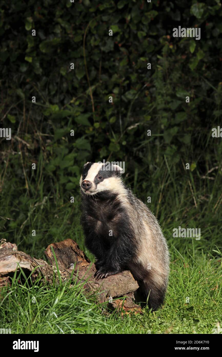 Honey Badger Standing