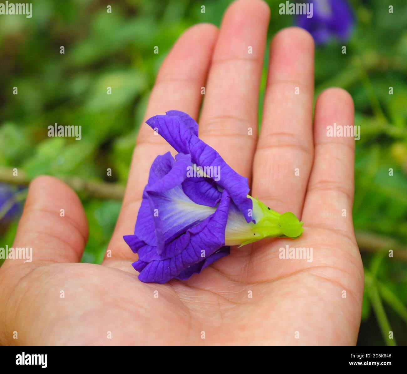 Clitoria ternatea flower,Butterfly pea purple flower Stock Photo - Alamy