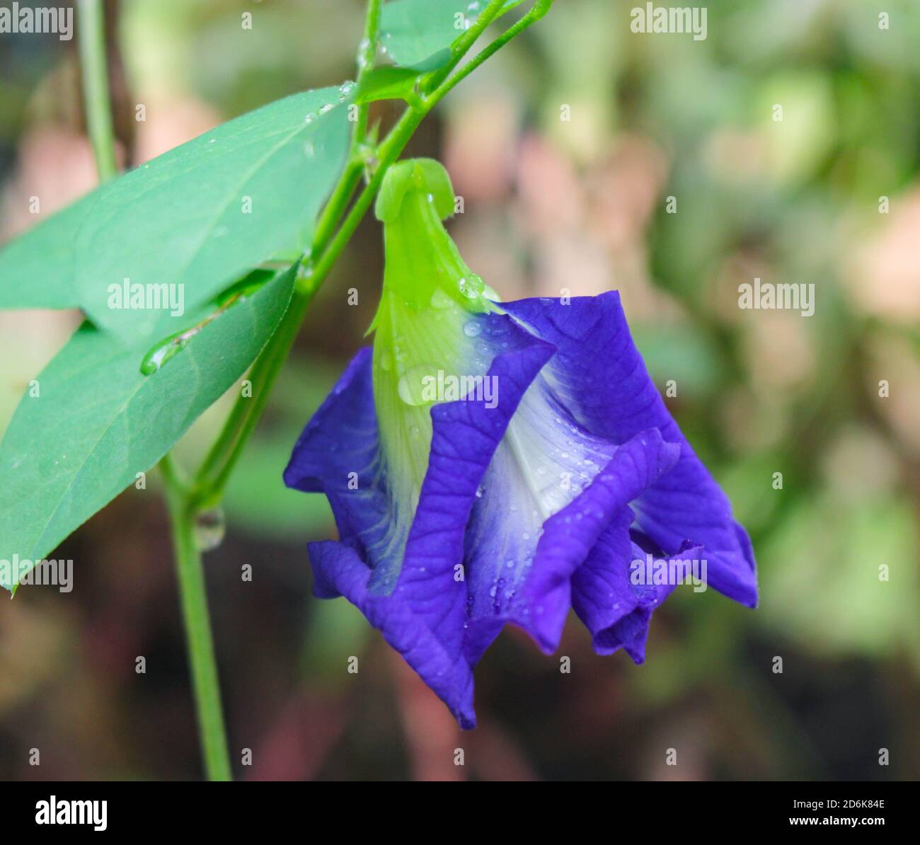 Clitoria ternatea flower,Butterfly pea purple flower Stock Photo - Alamy