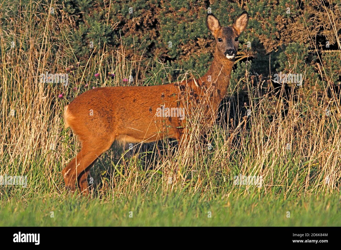 Roe deer uk hi-res stock photography and images - Alamy