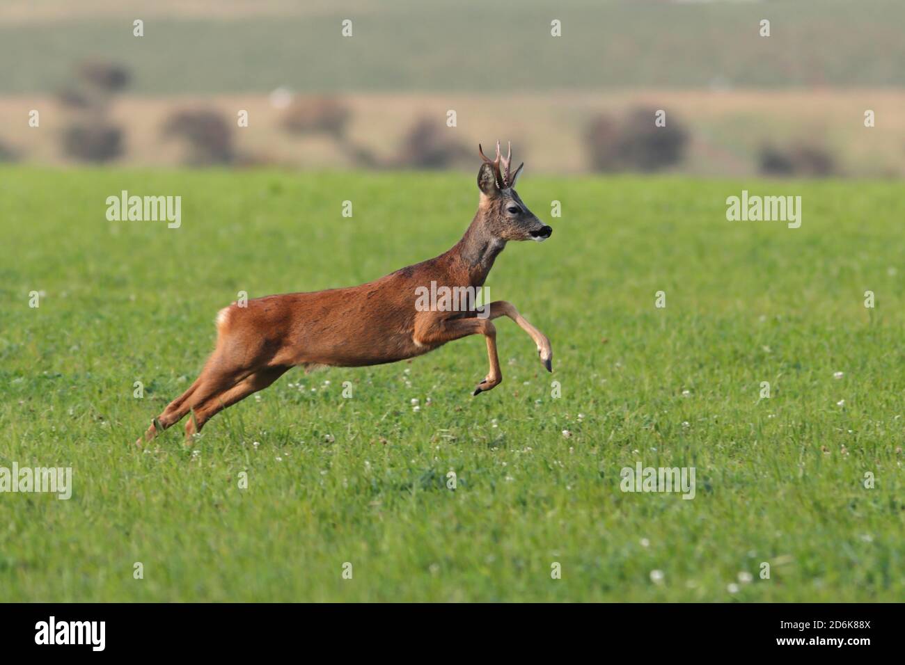 Roe Deer Scotland High Resolution Stock Photography and Images - Alamy