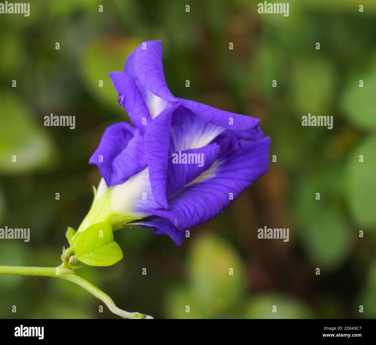 Clitoria ternatea flower,Butterfly pea purple flower Stock Photo - Alamy