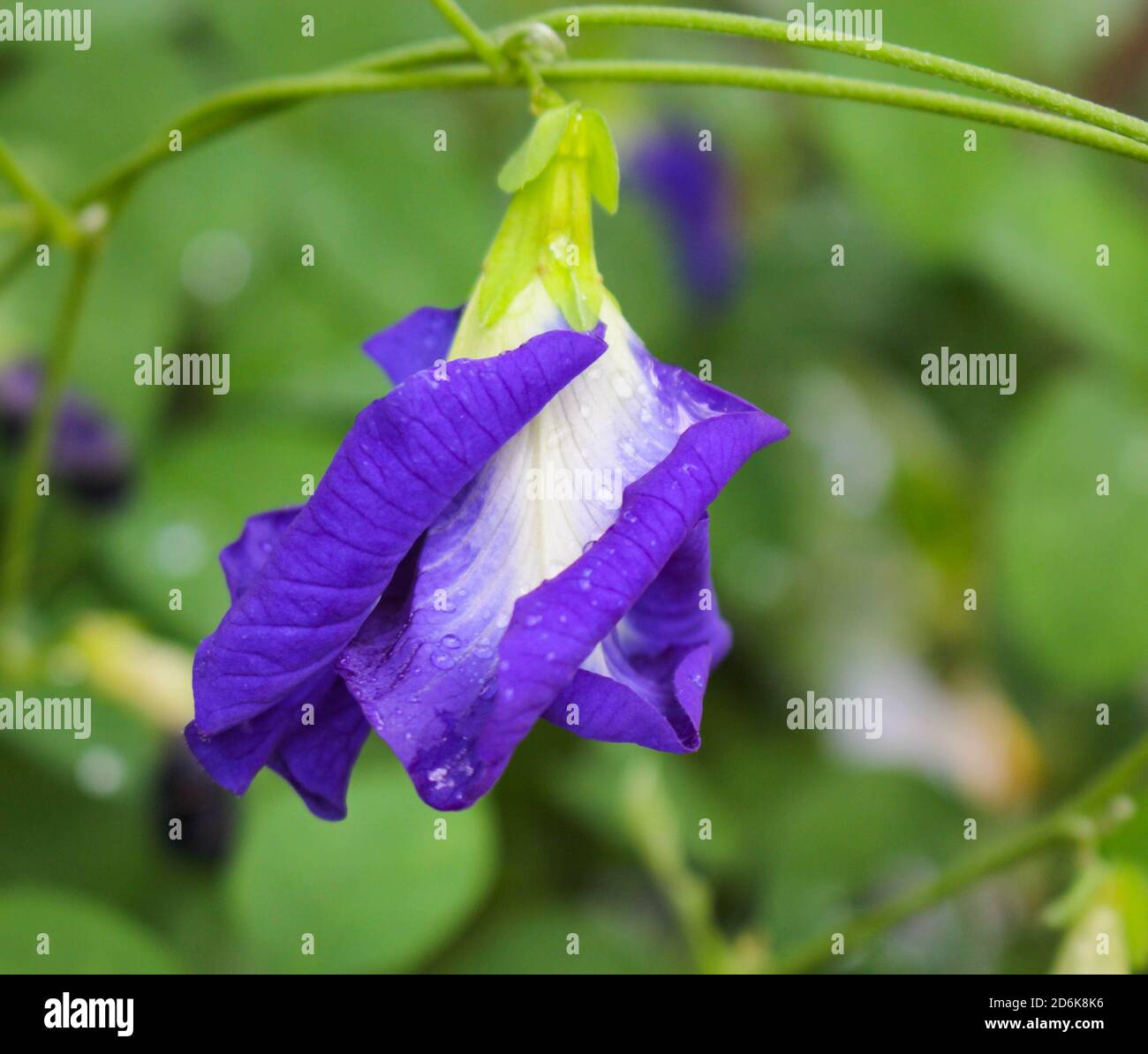 Clitoria ternatea flower,Butterfly pea purple flower Stock Photo - Alamy