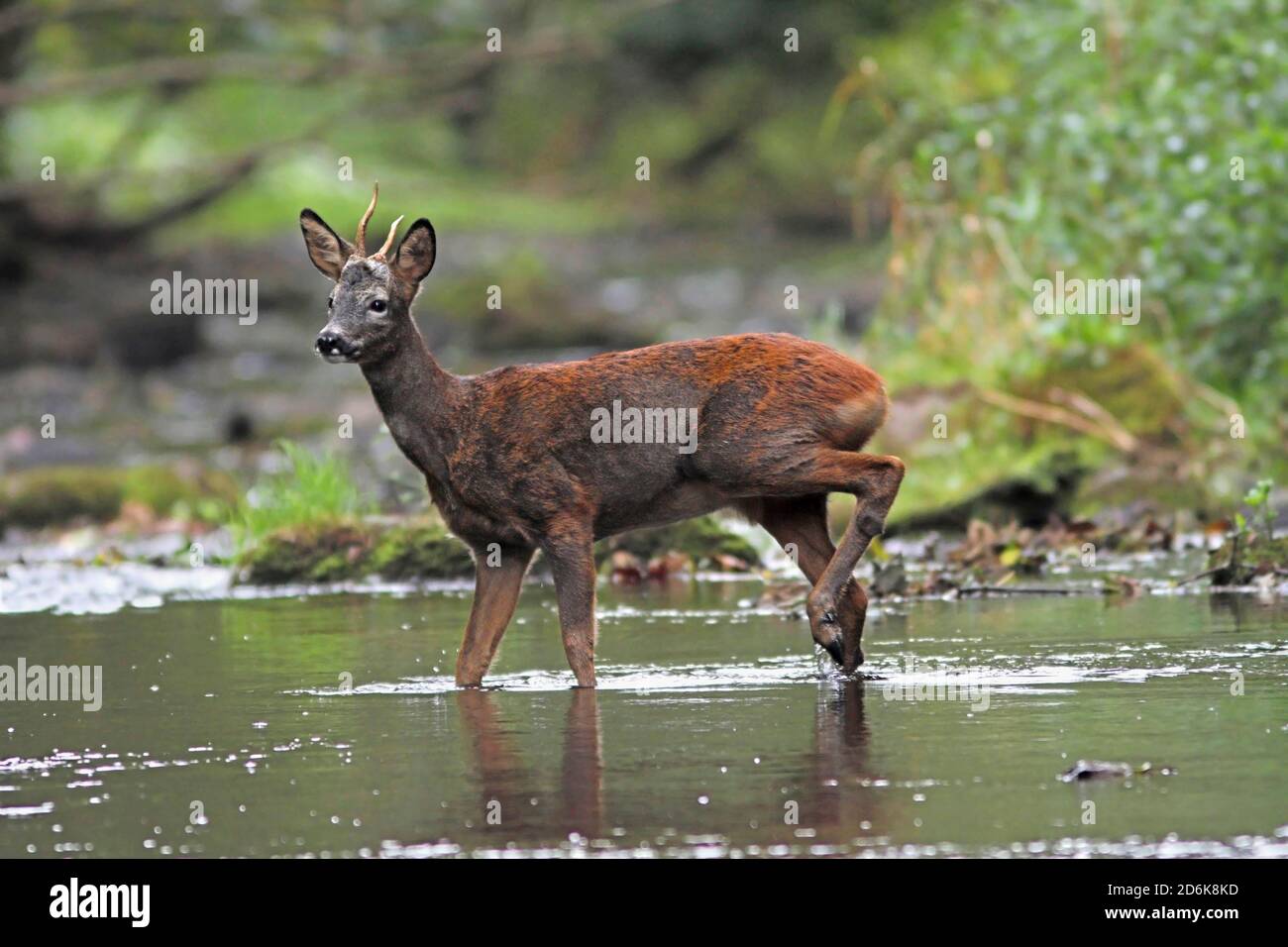 Roe deer uk hi-res stock photography and images - Alamy