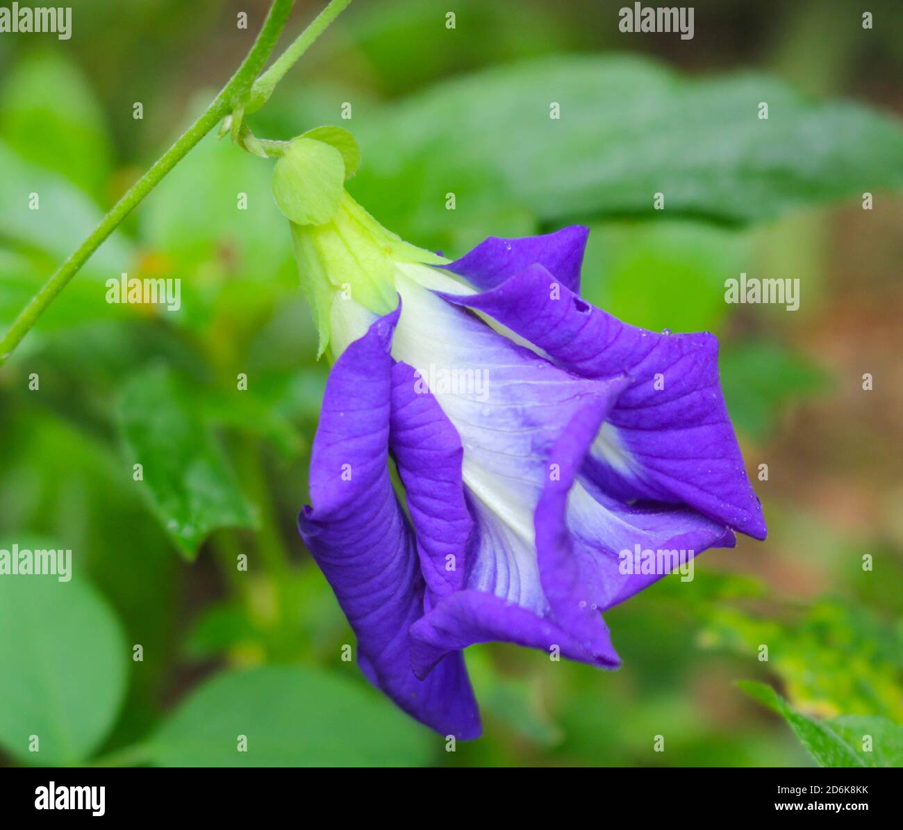 Clitoria ternatea flower,Butterfly pea purple flower Stock Photo - Alamy