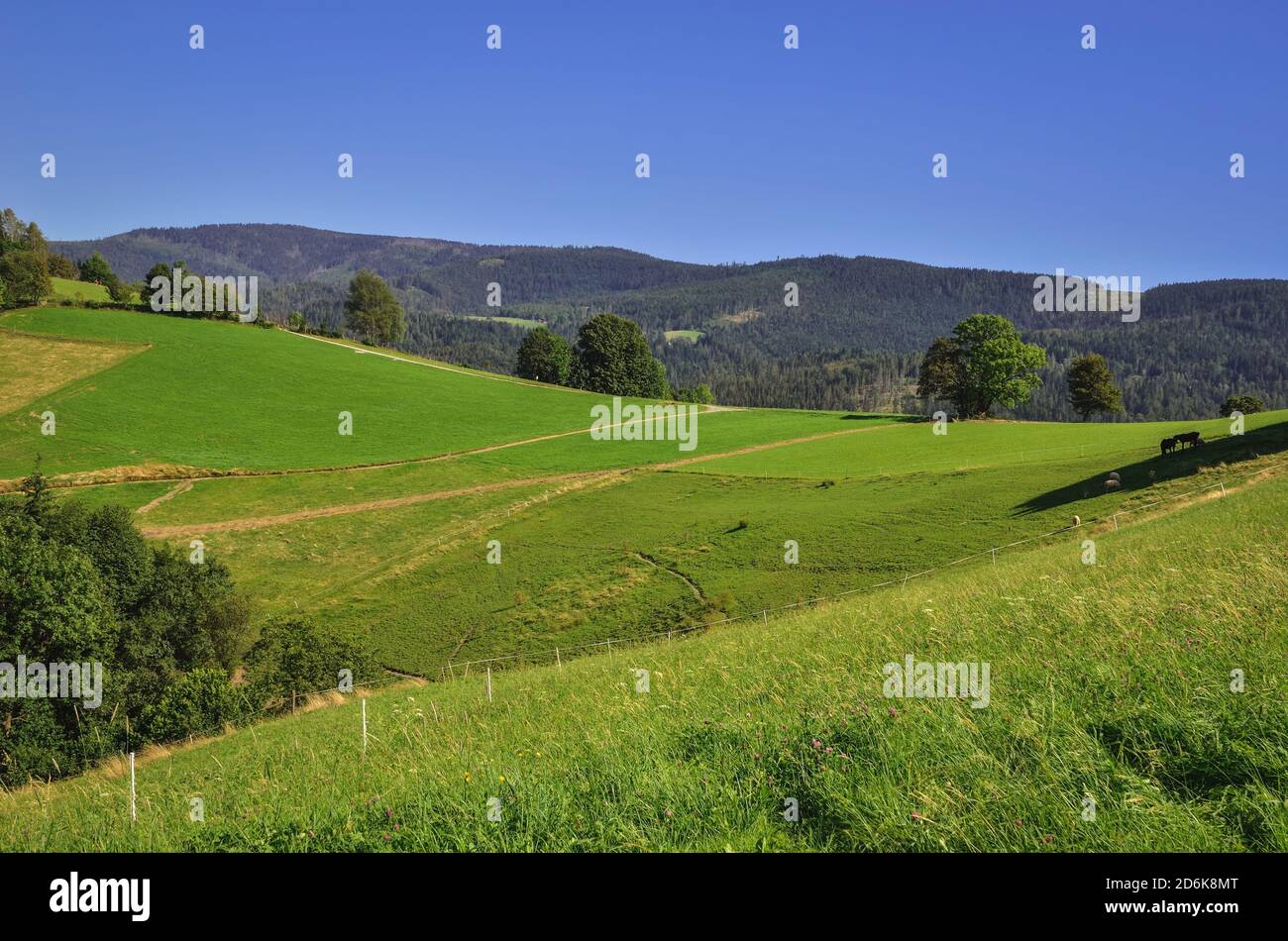 Beautiful rural green landscape. Green trees and hills in summer ...