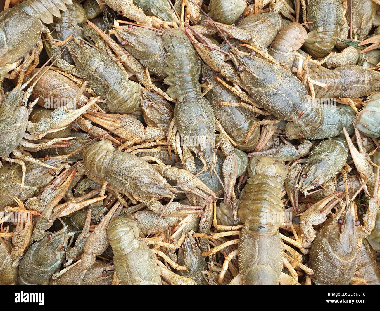 Uncooked Crawfish
