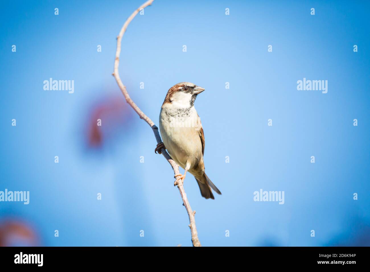 Sparrow Sun High Resolution Stock Photography and Images - Alamy