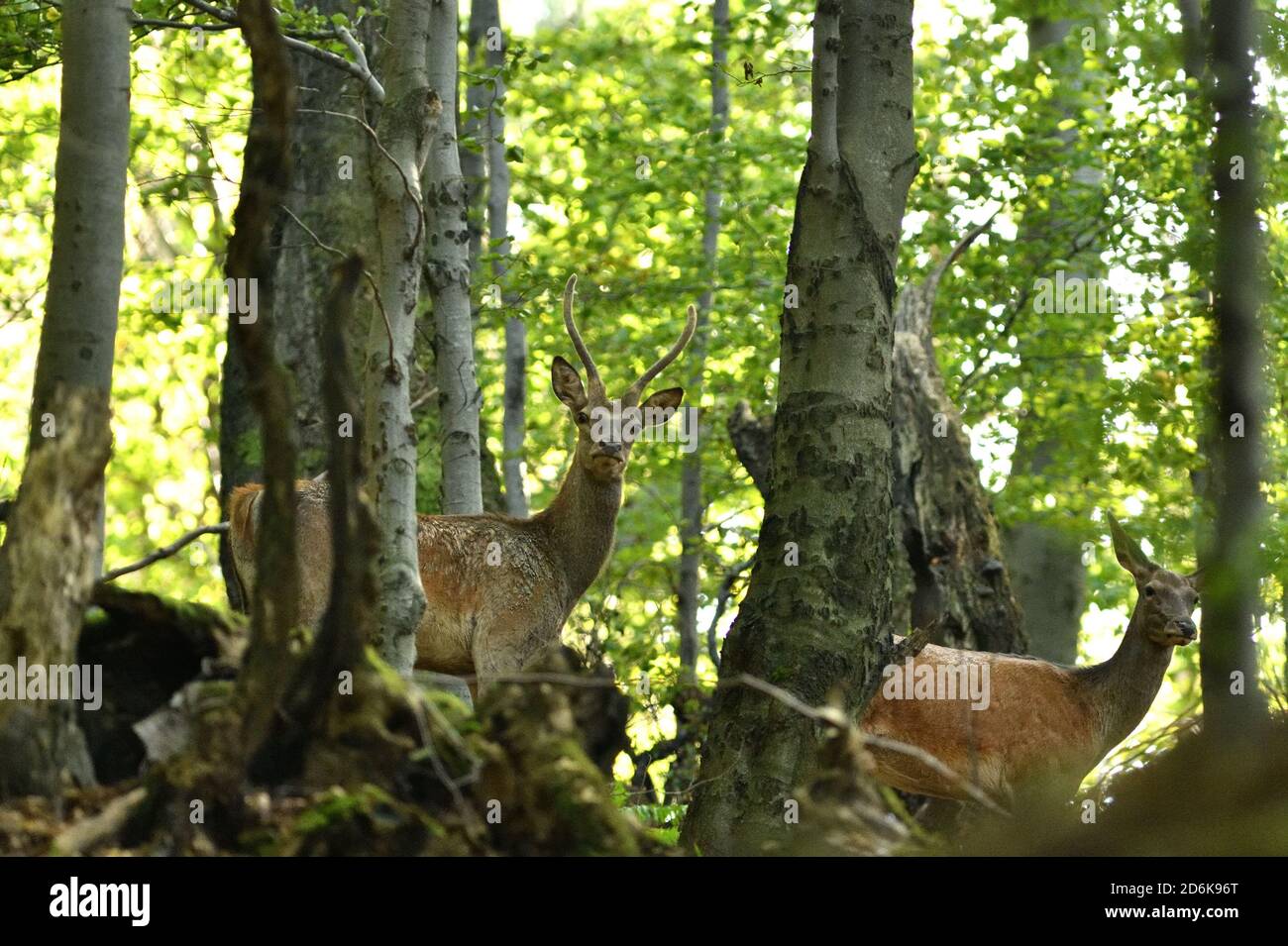 A female deer walks in a forest among the trees in a rut Stock Photo ...