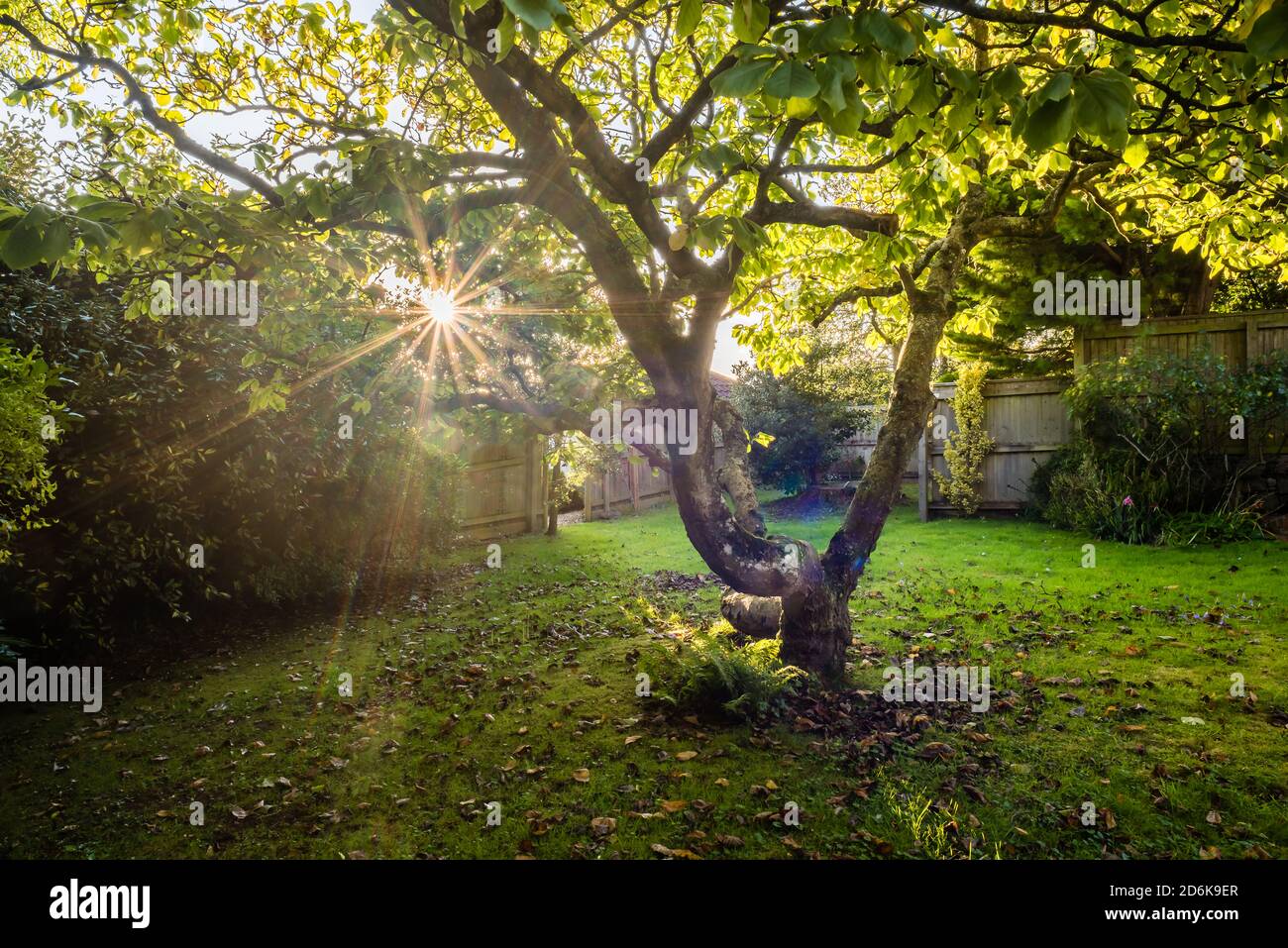 Magnolia tree autumn hi-res stock photography and images - Alamy