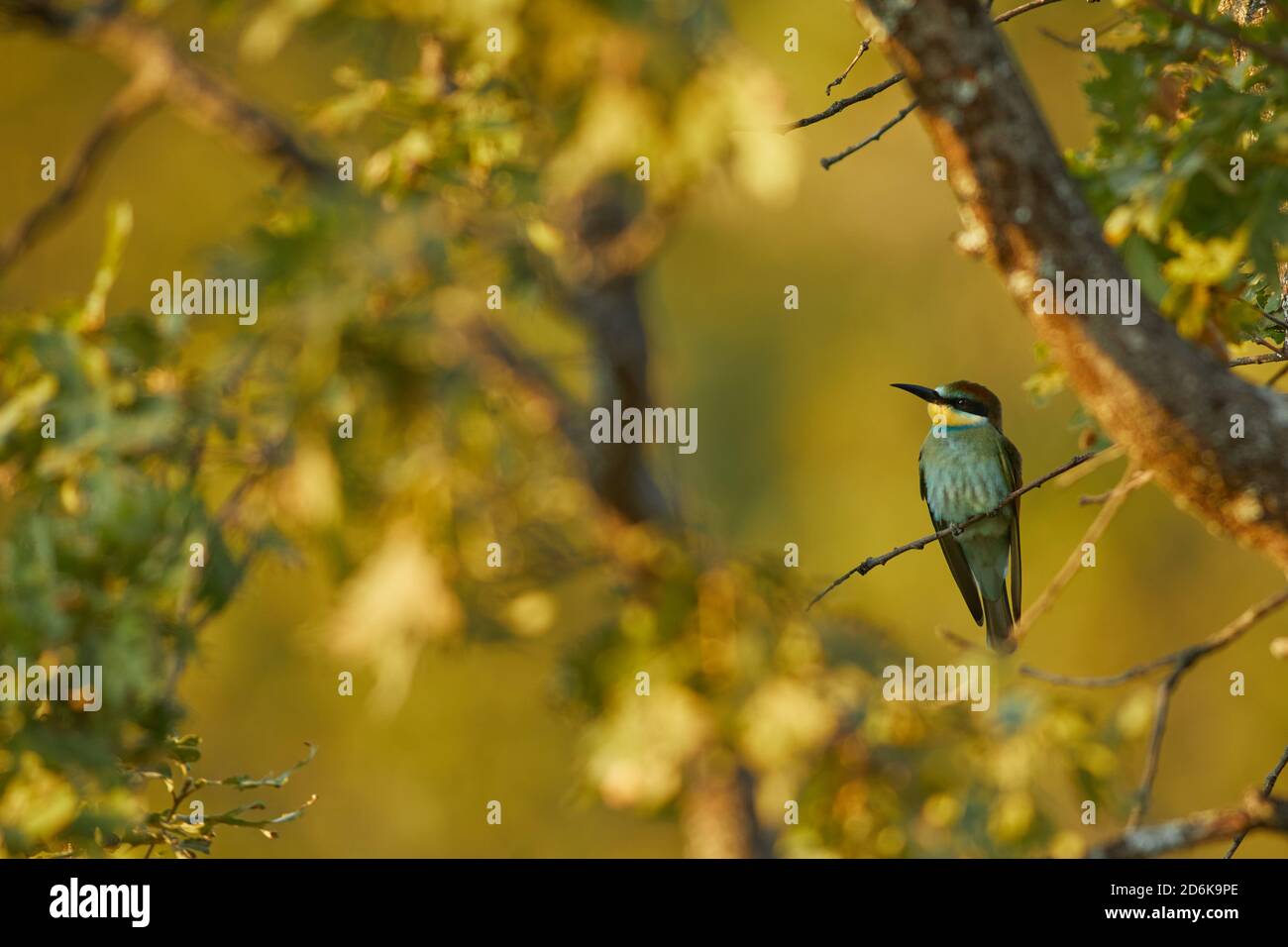 Male and female bee eaters hi-res stock photography and images - Alamy