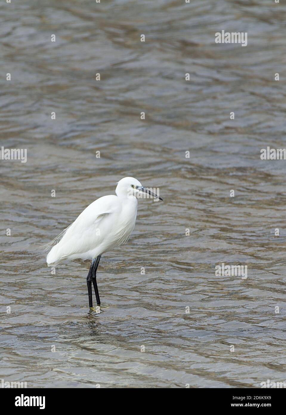 Little egret Egretta garzetta pure white wading bird long pointed black ...