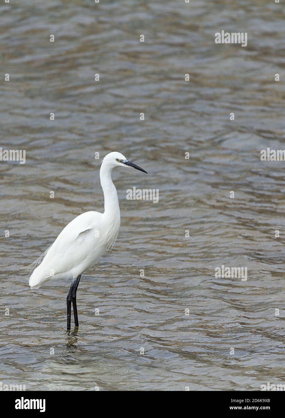 Little egret Egretta garzetta pure white wading bird long pointed black ...
