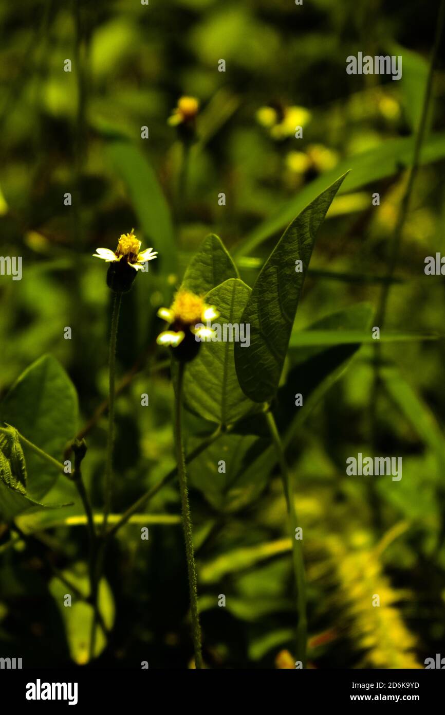 Tridax daisy in green nature hi-res stock photography and images - Alamy