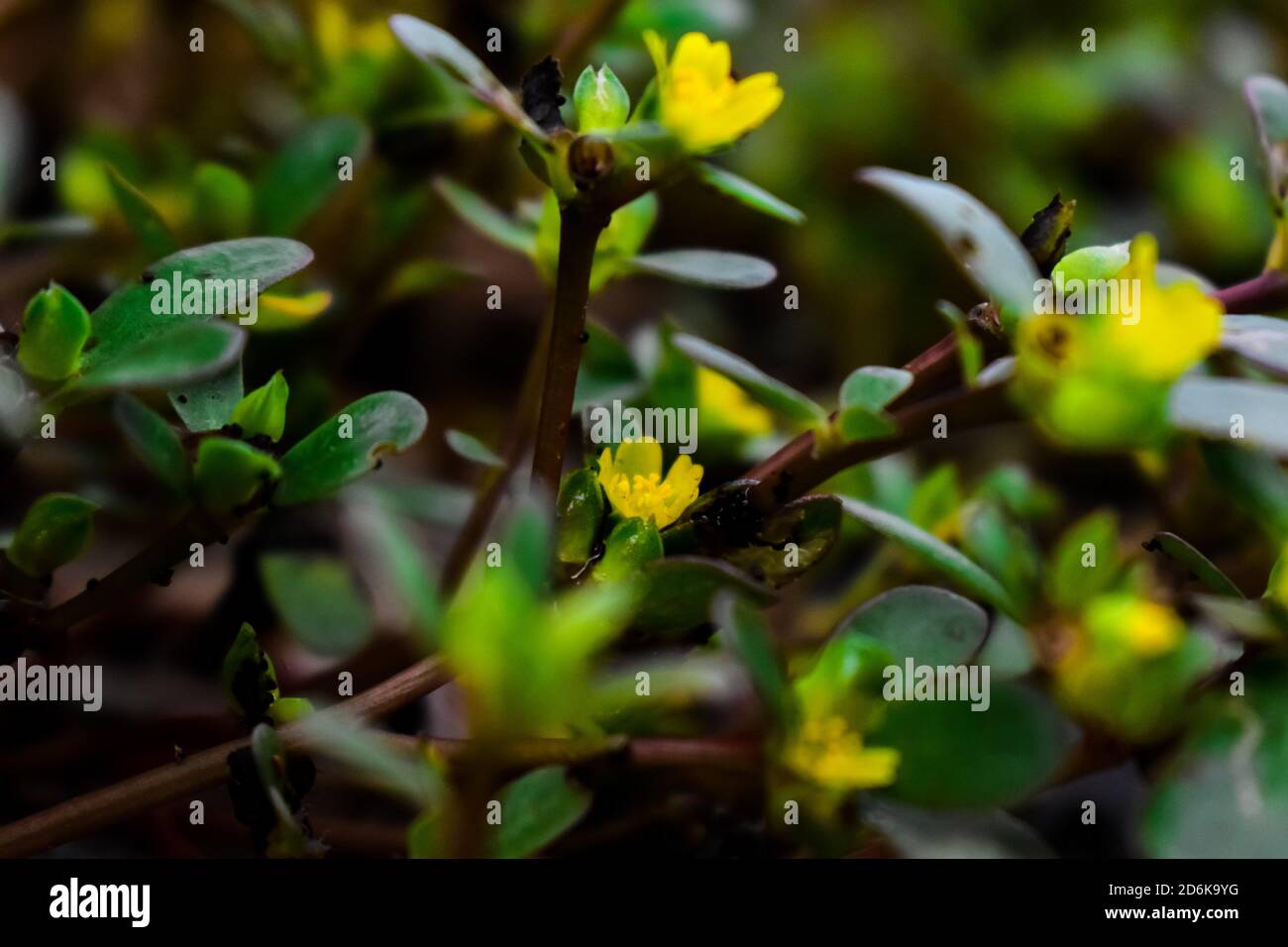 Lotus japonicus flower in yellow color with green leaves all around ...