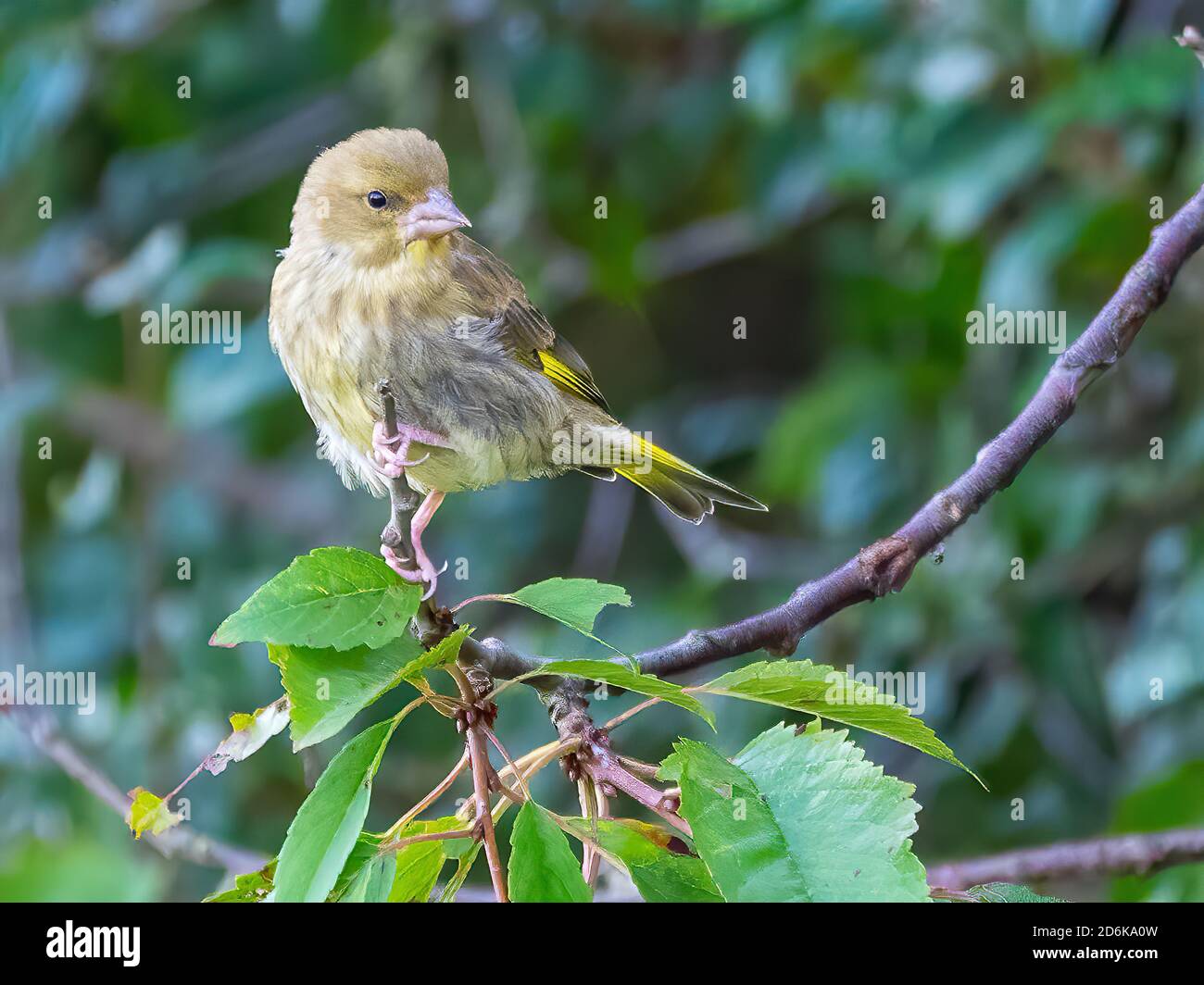 Baby finch hi-res stock photography and images - Alamy