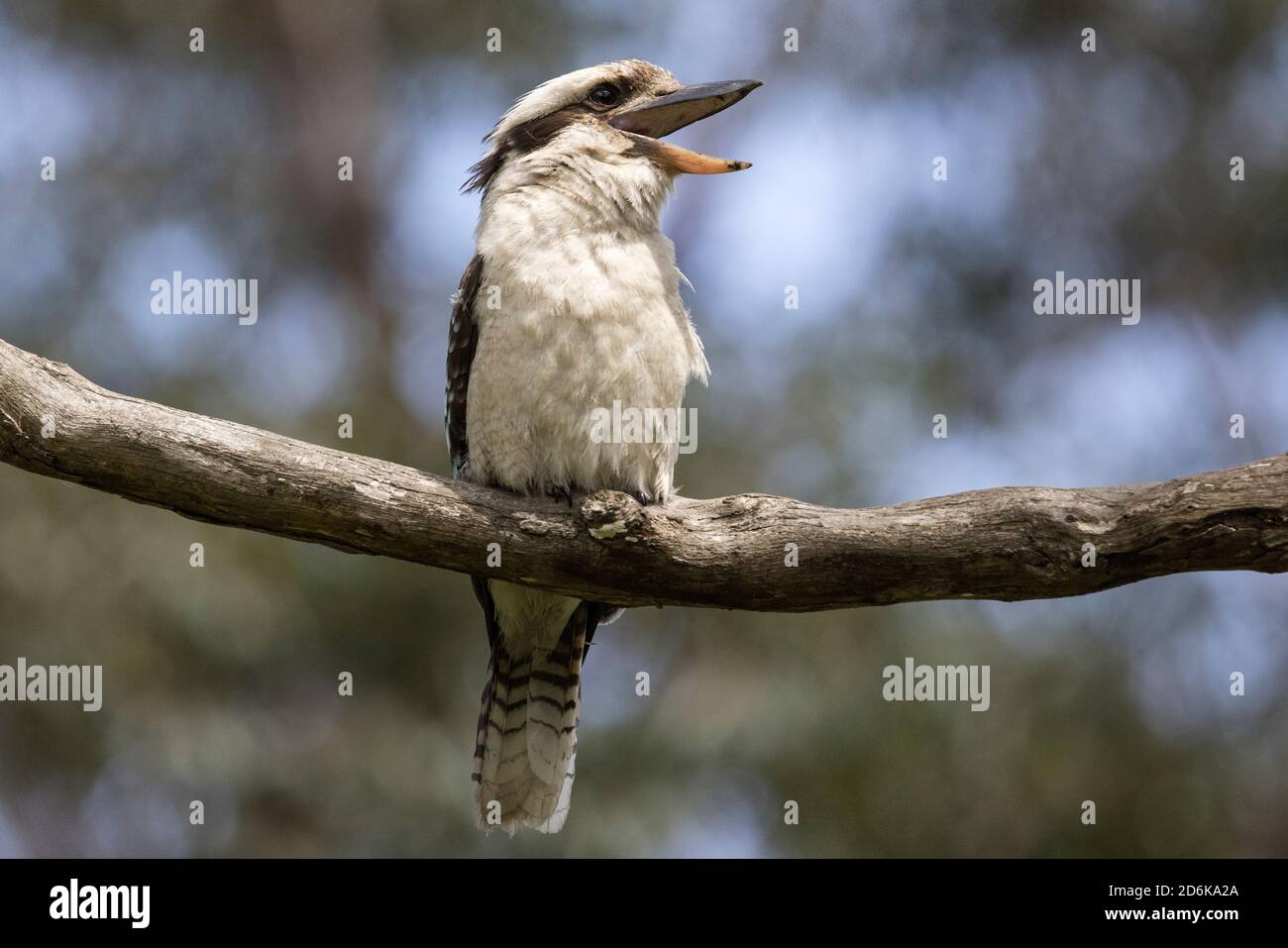 Laughing Kookaburra with mouth open Stock Photo - Alamy