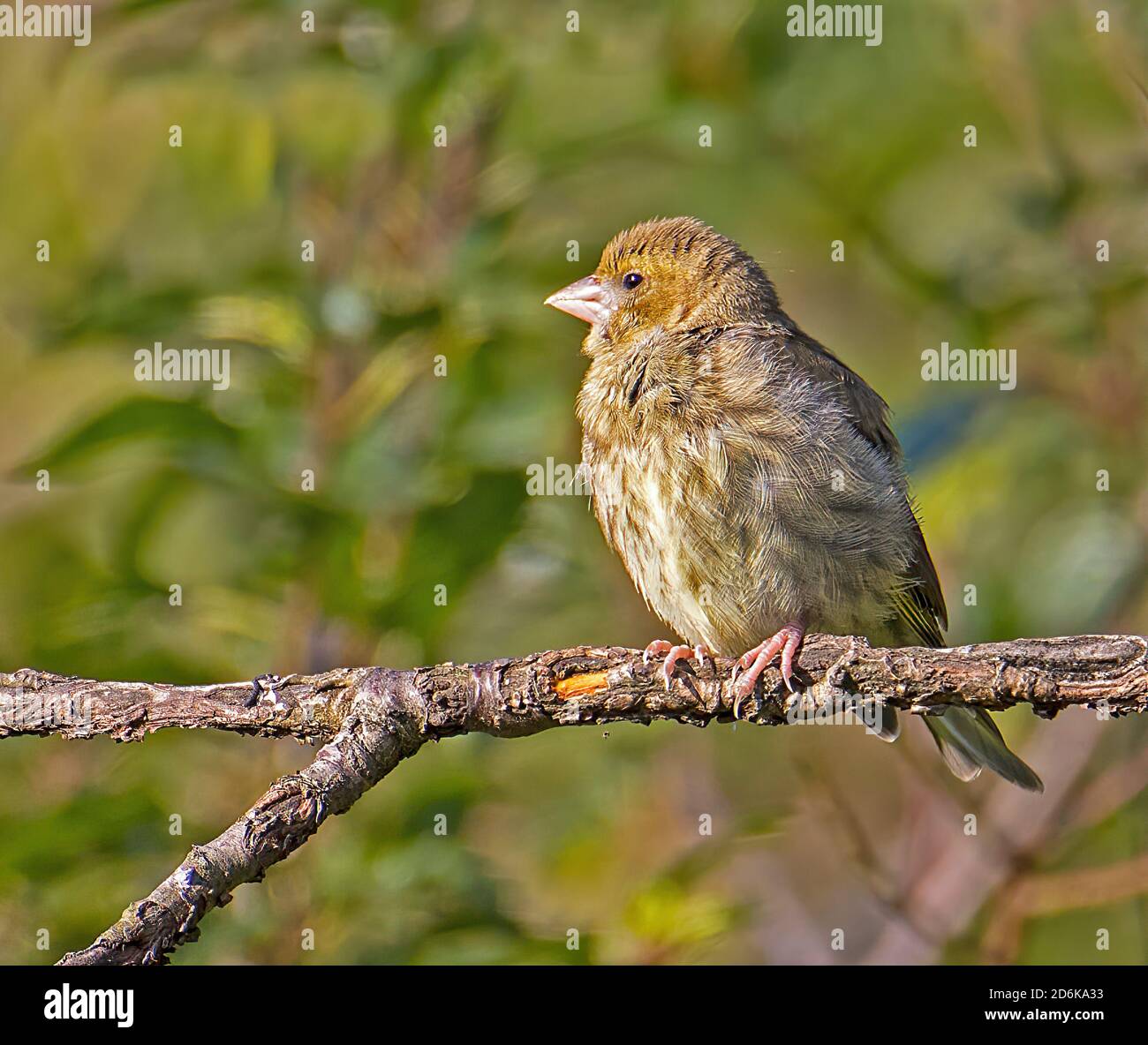 Fluffy finch hi-res stock photography and images - Alamy