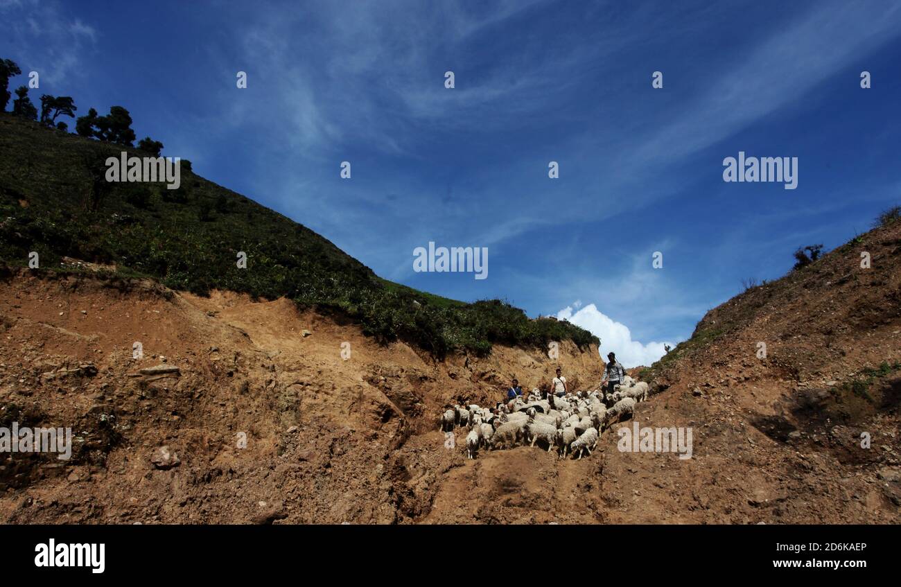 Rukum, Nepal. 18th Oct, 2020. People lead sheeps towards a livestork ...