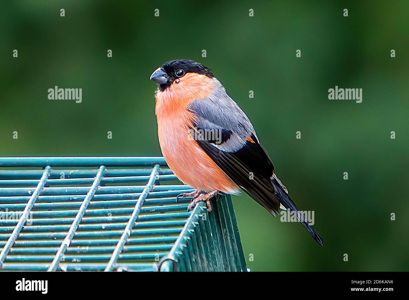 Fat cage hi-res stock photography and images - Alamy