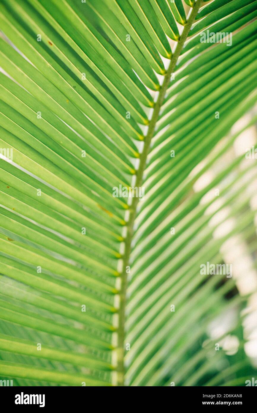 Palmiye hi-res stock photography and images - Alamy
