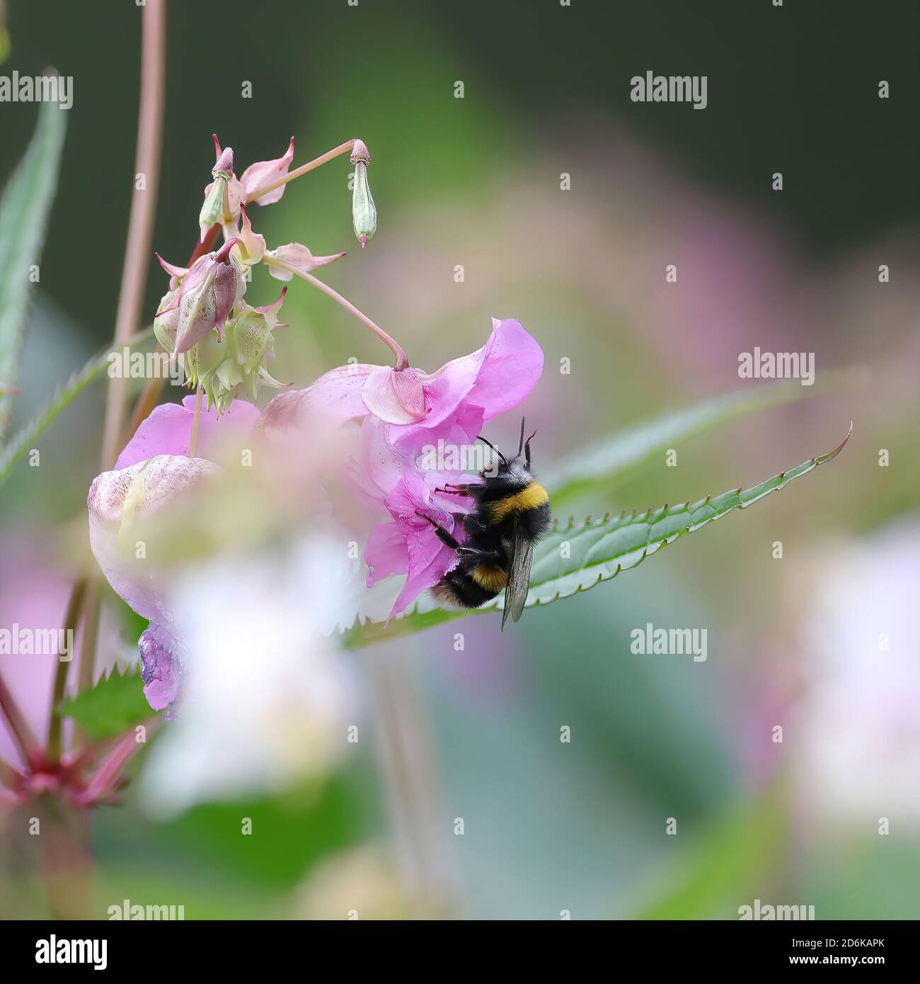 Bumble bee getting pollen from flower Stock Photo - Alamy