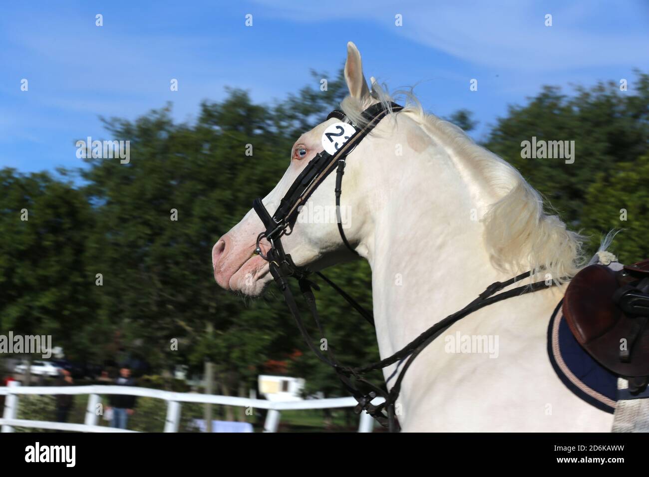 Beautiful purebred cremello stallion horse galloping under saddle. A ...