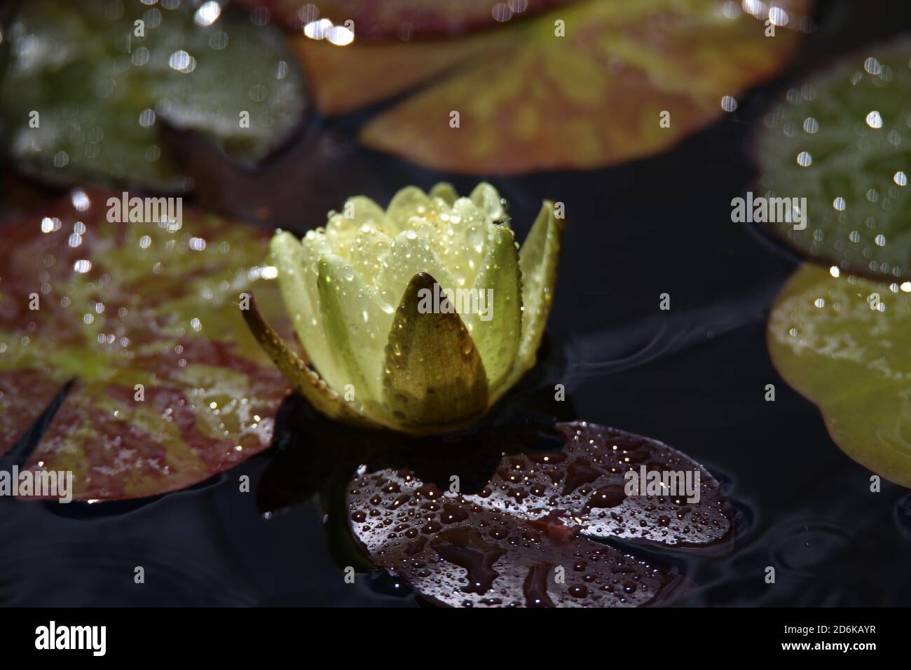 Closeup shot of a beautiful water lily Stock Photo - Alamy