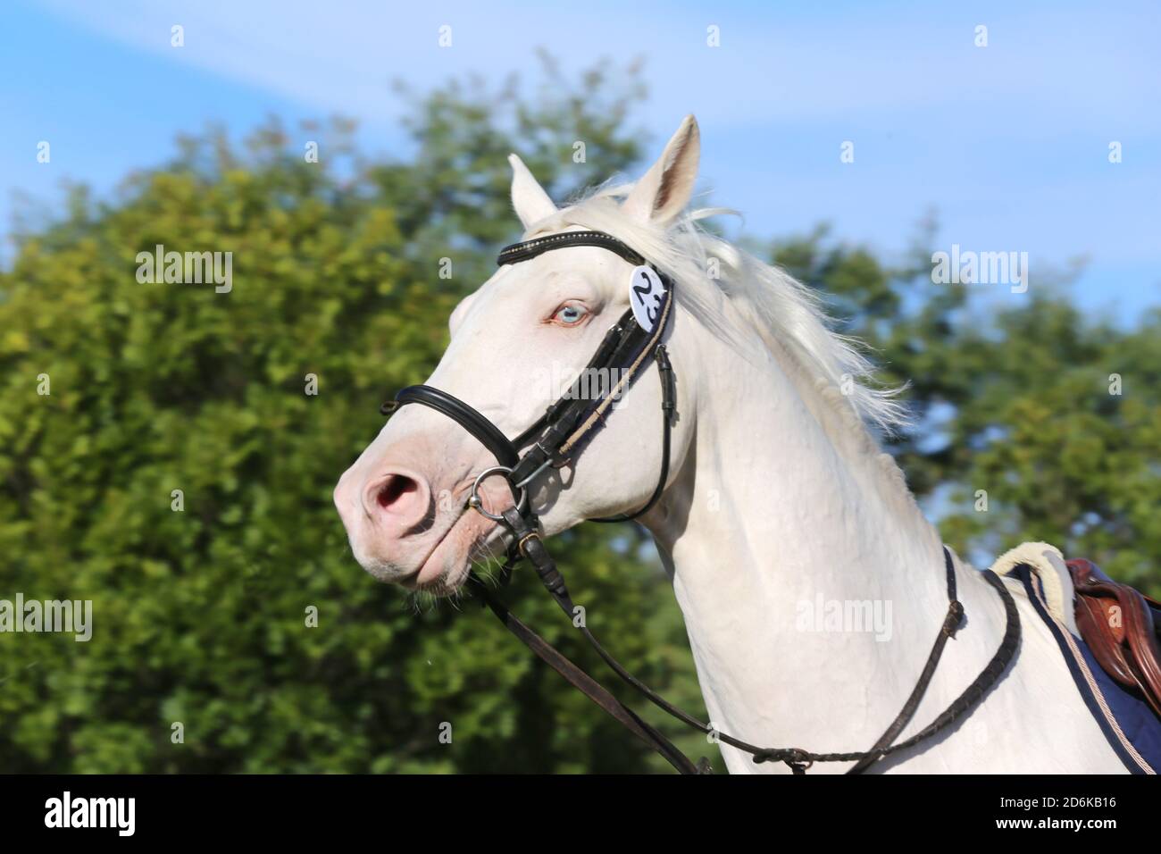 Jumping horse without rider hi-res stock photography and images - Alamy