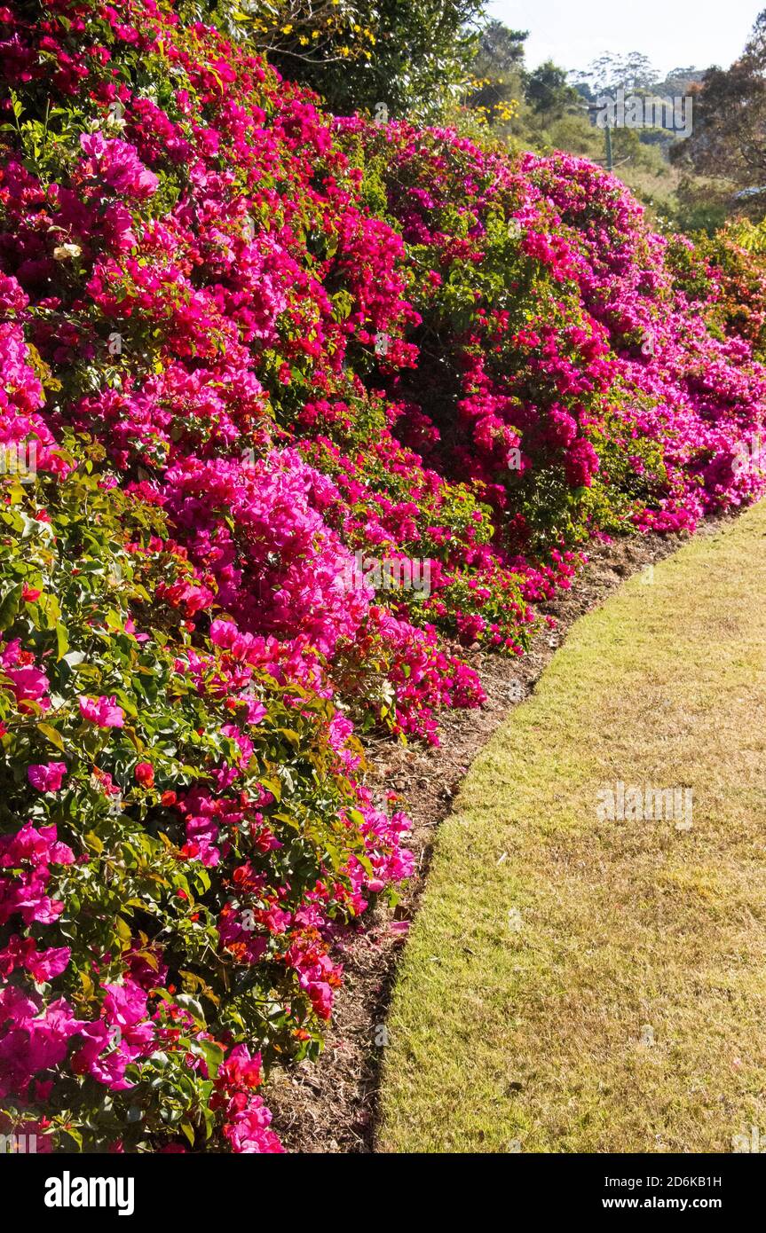 Australian Spring Flowers High Resolution Stock Photography and Images ...
