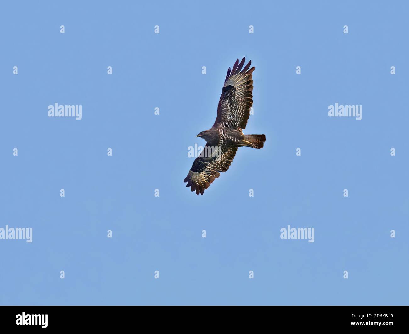 Buzzard in flight Stock Photo - Alamy