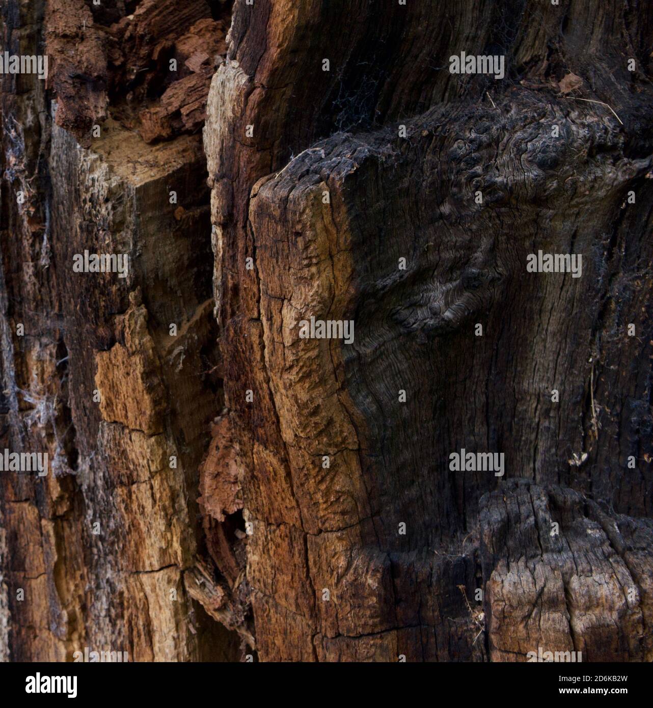 Decaying tree trunk hi-res stock photography and images - Alamy