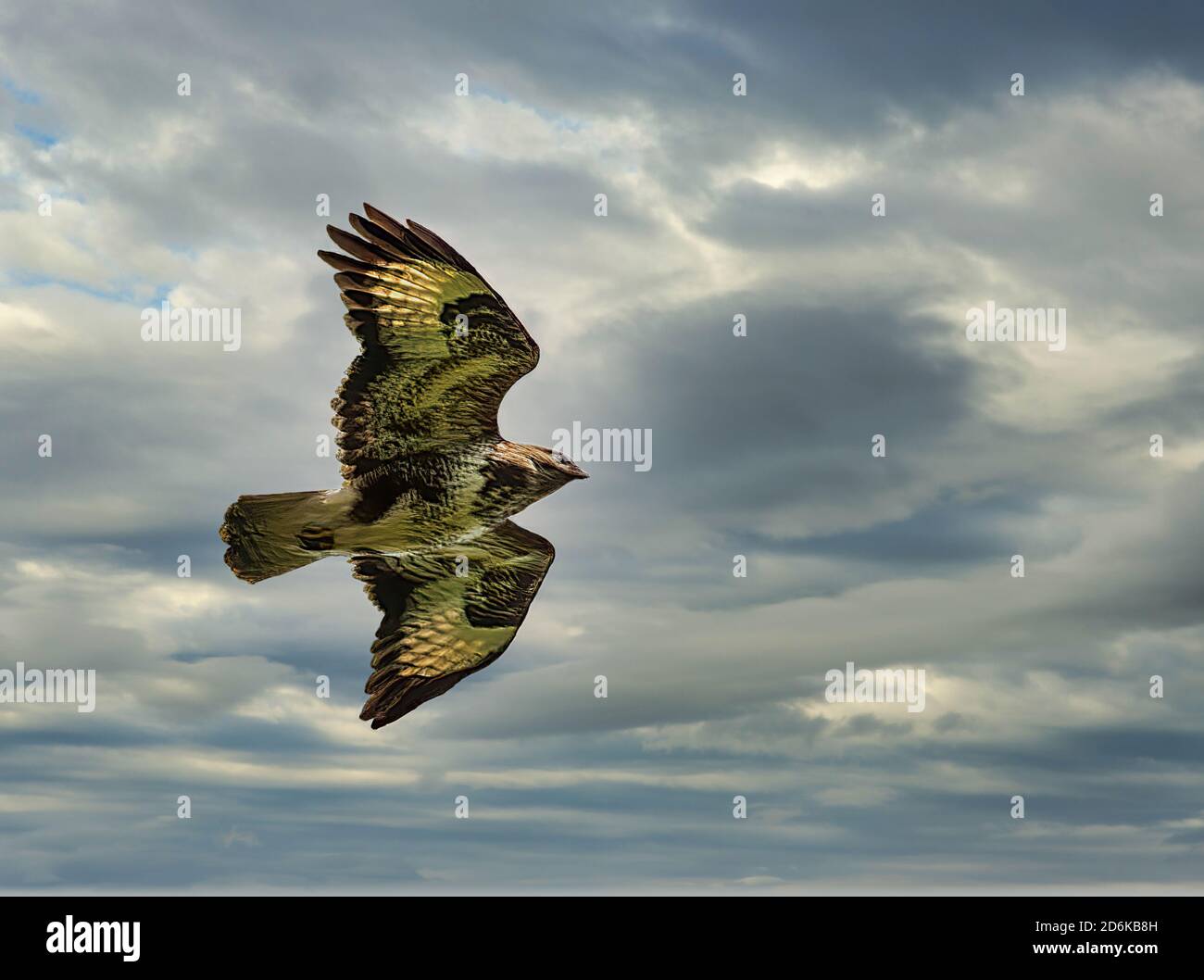 Buzzard in flight Stock Photo - Alamy