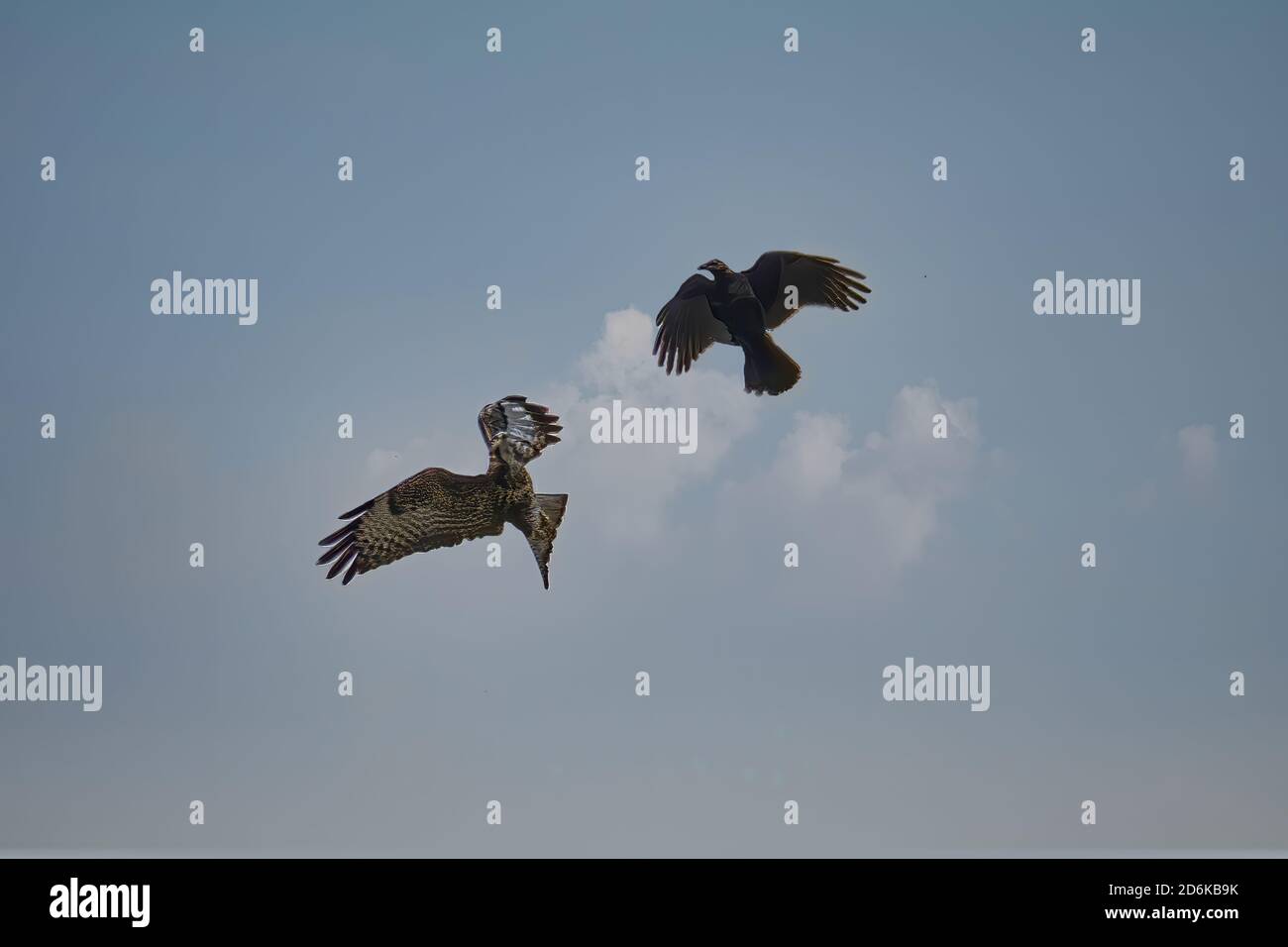Crow fight flight hi-res stock photography and images - Alamy