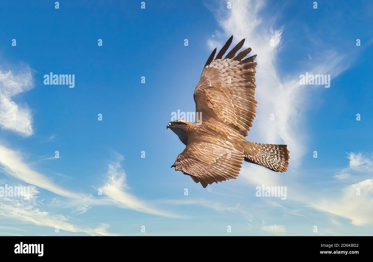 Buzzard in flight Stock Photo - Alamy