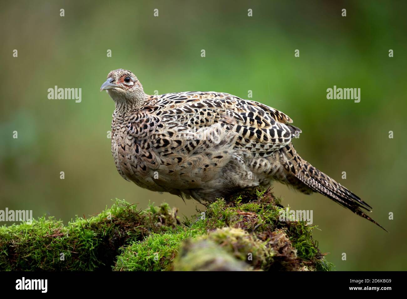 Commercial hen hi-res stock photography and images - Alamy