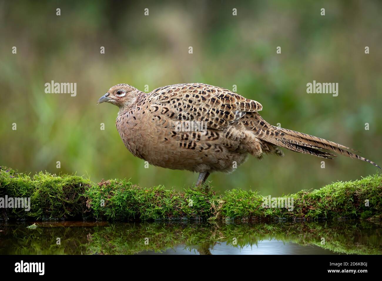 Commercial hen hi-res stock photography and images - Alamy