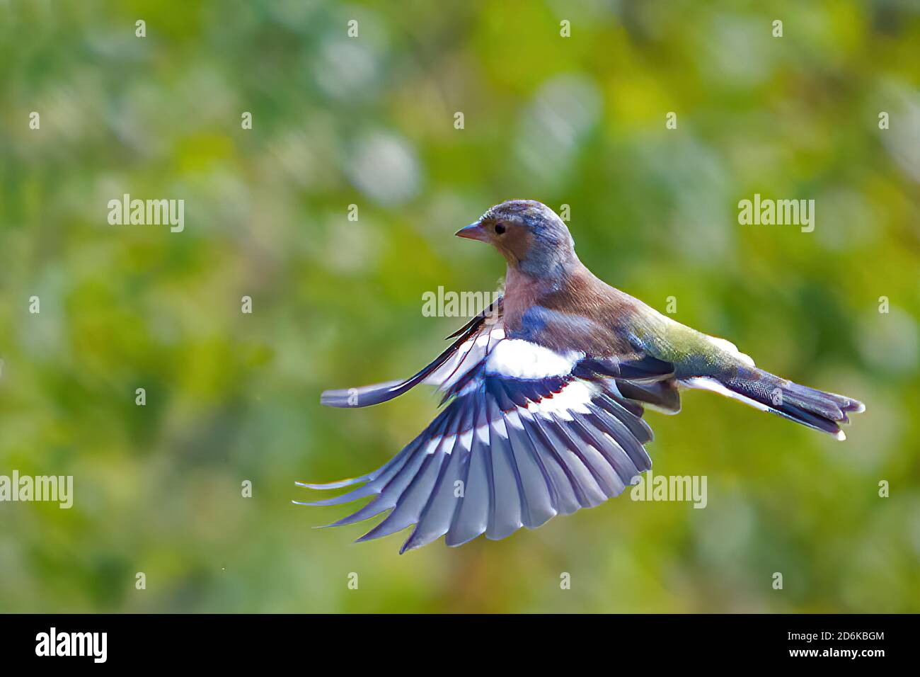 Chaffinch flying hi-res stock photography and images - Alamy