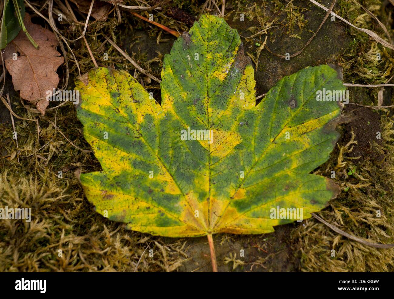 The Colours Of Fall In A Sycamore Leaf Deciduous Trees Shed Their the-colours-of-fall-in-a-sycamore-leaf-deciduous-trees-shed-their