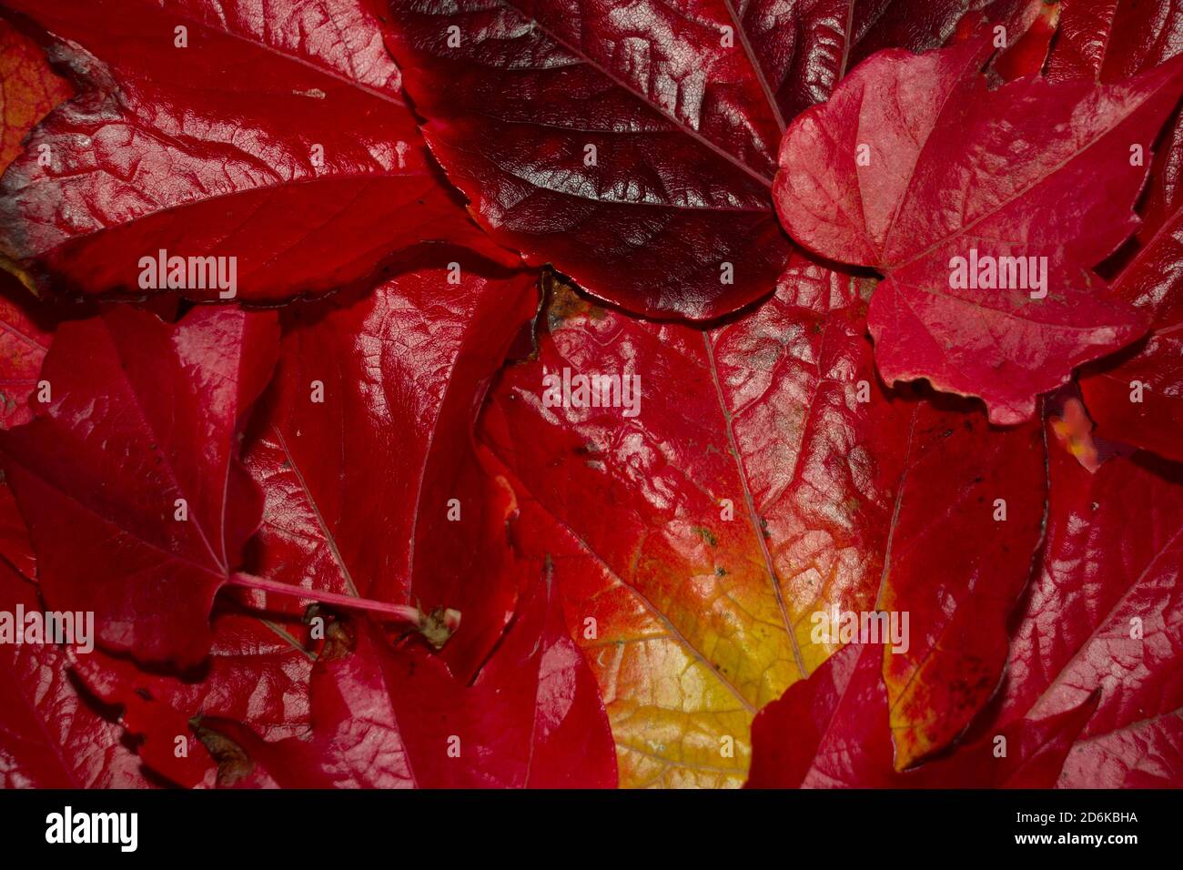 The vivid red colour of the Virginia Creeper in autumn makes them a ...