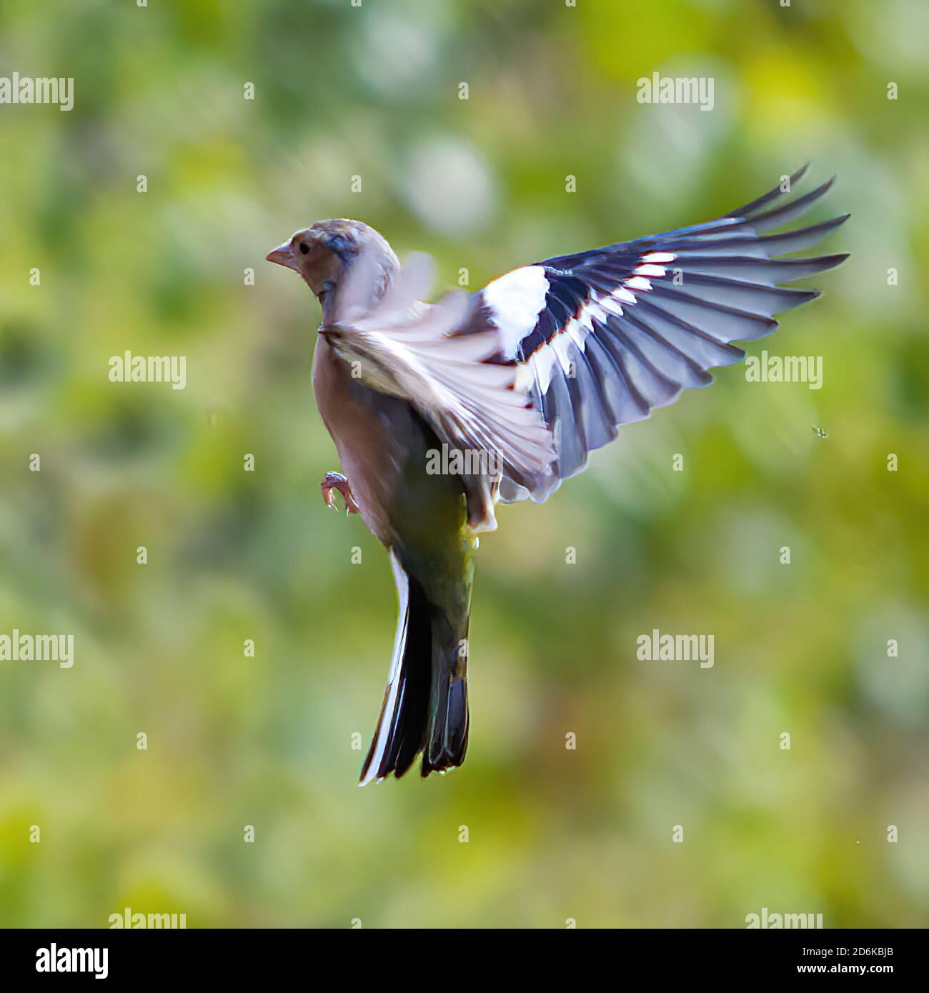Chaffinch in flight Stock Photo - Alamy