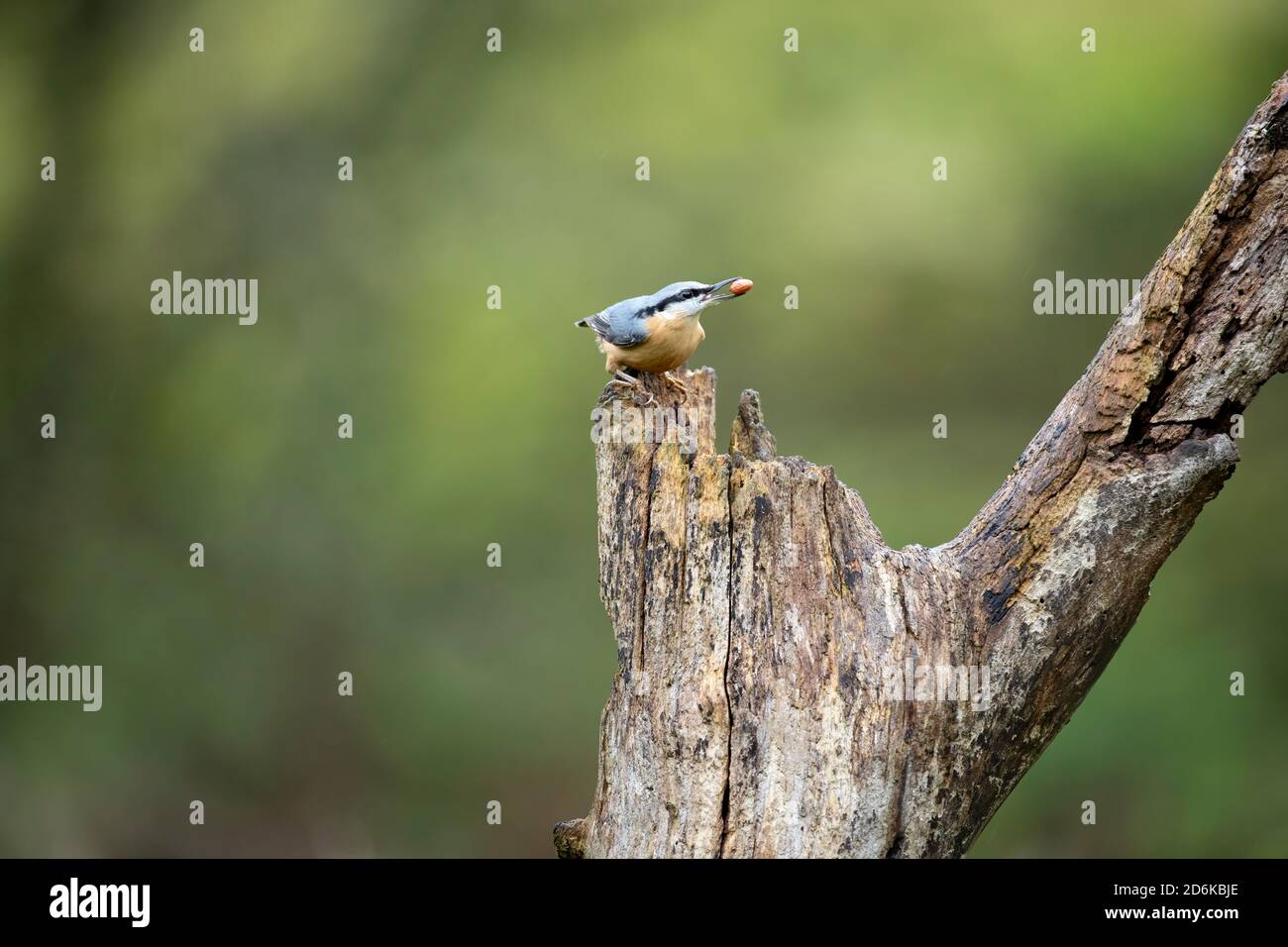 Nuthatch autumn colours hi-res stock photography and images - Alamy