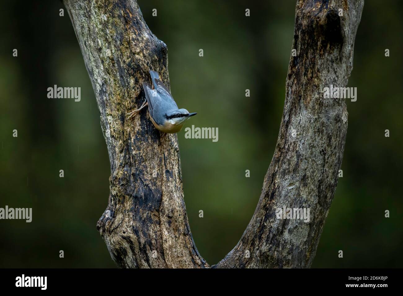 Nuthatch autumn colours hi-res stock photography and images - Alamy