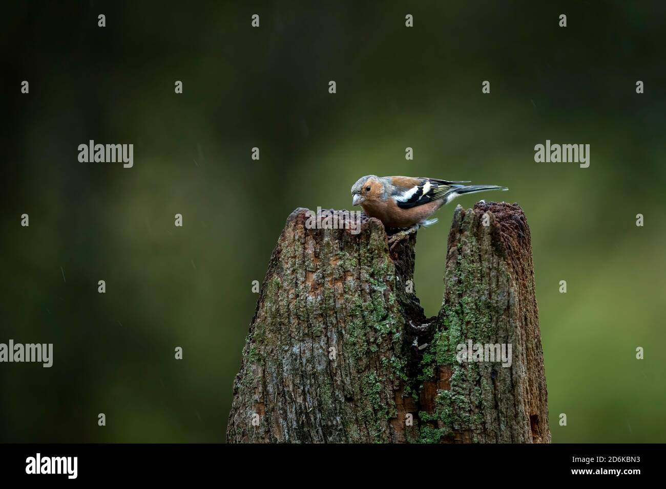 Chaffinch song hi-res stock photography and images - Alamy