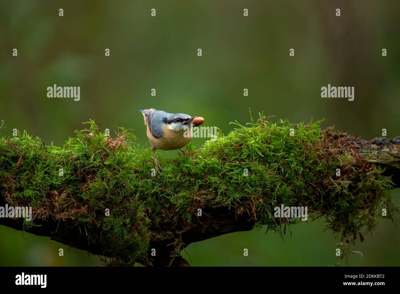 Nuthatch autumn colours hi-res stock photography and images - Alamy