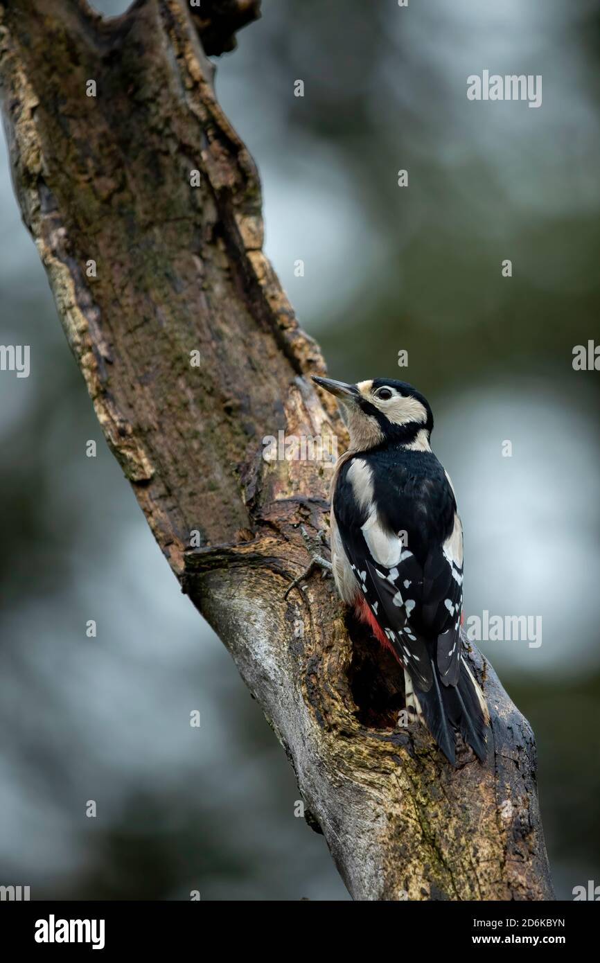 Great Spotted Woodpecker Stock Photo - Alamy