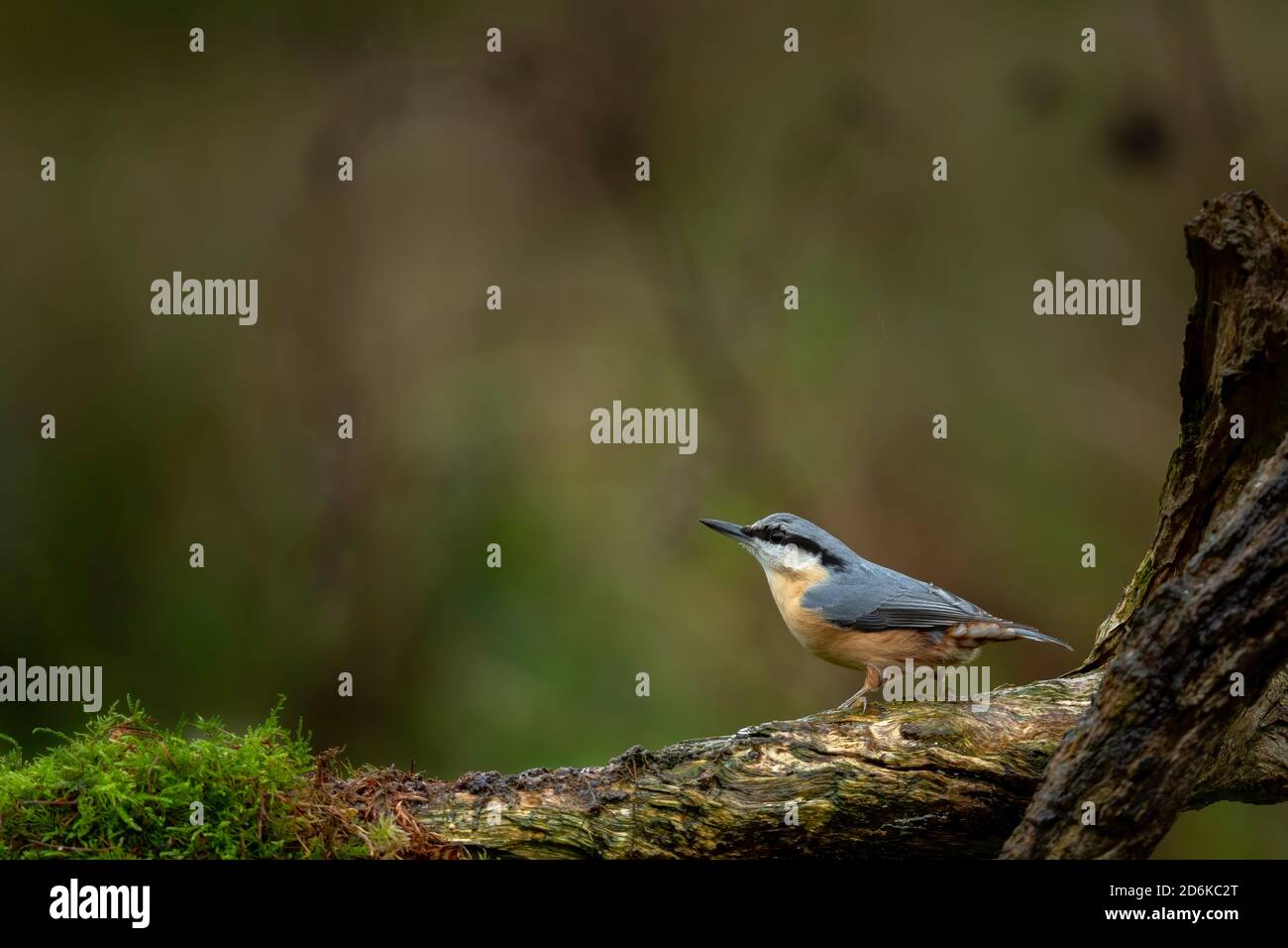 Nuthatch colours hi-res stock photography and images - Alamy